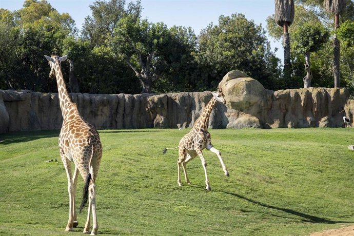 Bioparc Valencia recibe un macho de jirafa de una subespecie en peligro de extinción