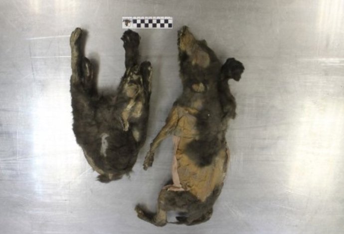 Unos famosos cachorros de la Edad de Hielo no eran perros mascota