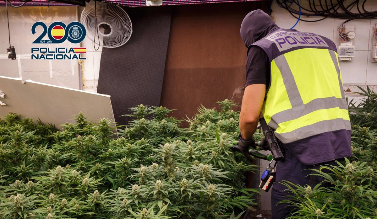 Policía Nacional detiene a 6 personas con 433 plantas de marihuana y desmantela dos puntos de ...