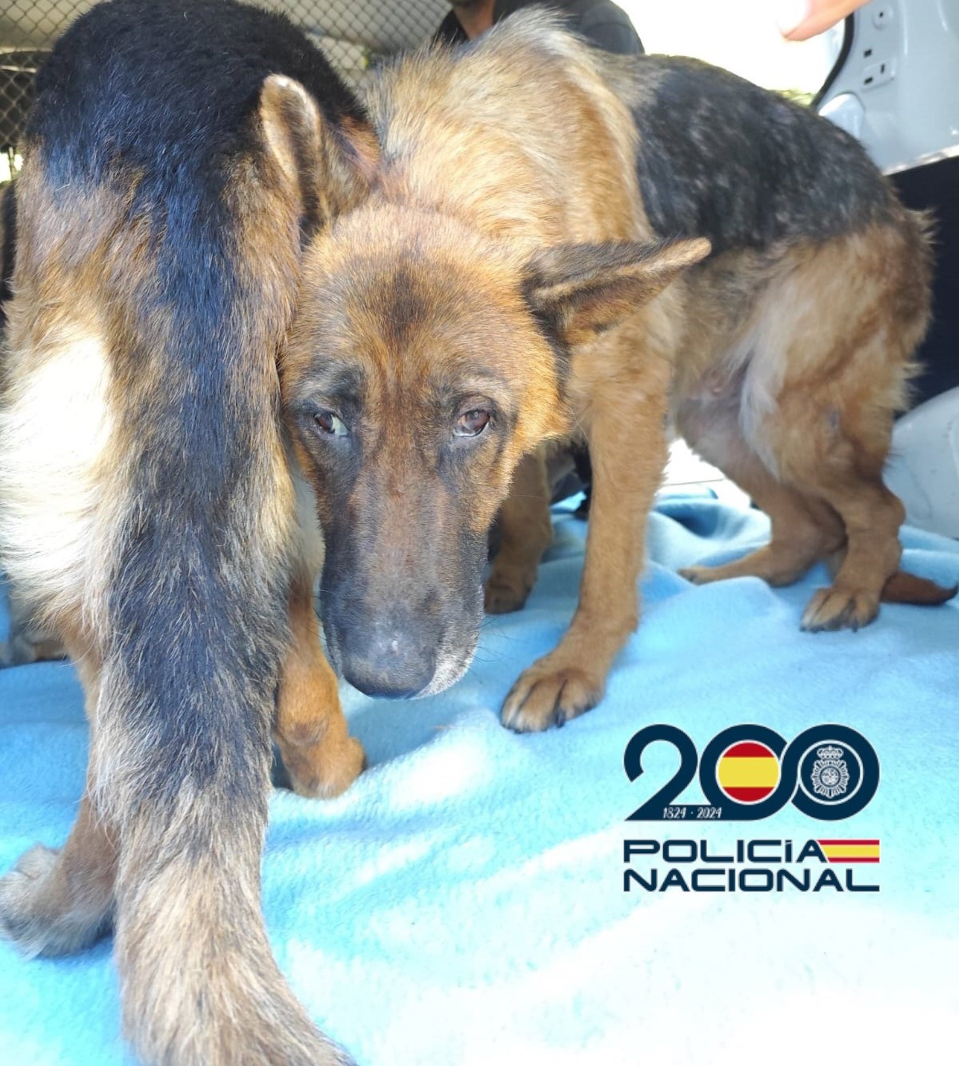 Dos detenidos por maltrato animal tras descubrir un criadero en ...